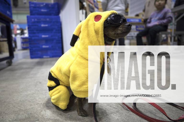 (190113) -- YOKOHAMA, Jan. 13, 2019 (Xinhua) -- A pet dog dressed as ...