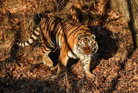 PRIMORYE TERRITORY, RUSSIA - : Siberian tiger Amur seen at the Primorye ...