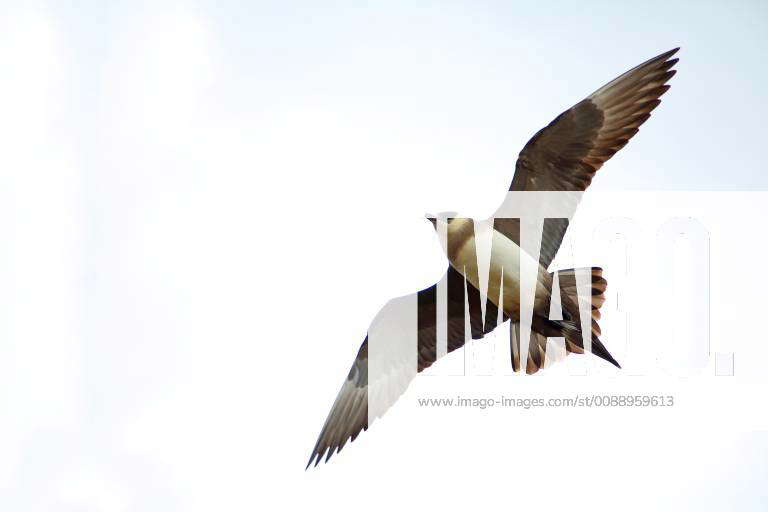 Schmarotzerraubmoewe, Schmarotzer-Raubmoewe (Stercorarius parasiticus ...