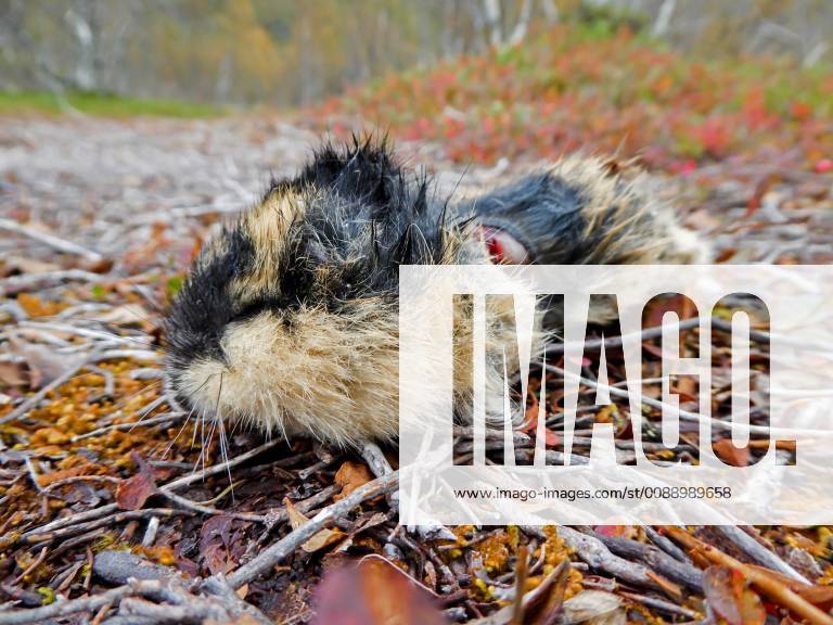 Echte Lemminge (Lemmus spec.), von Raubvogel verlorener toter Lemming ...