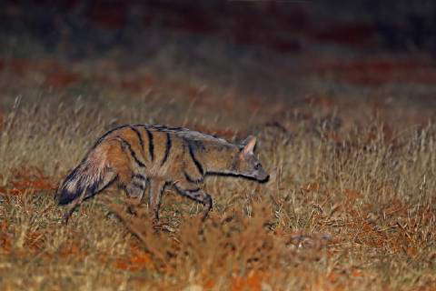 Erdwolf, Erd-Wolf (Proteles cristatus), liegt auf dem Boden und haelt ...