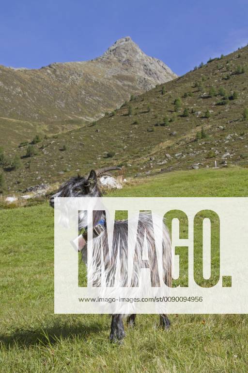 Summer holiday for goats in the Zwieselbachtal in Tyrol where they are ...