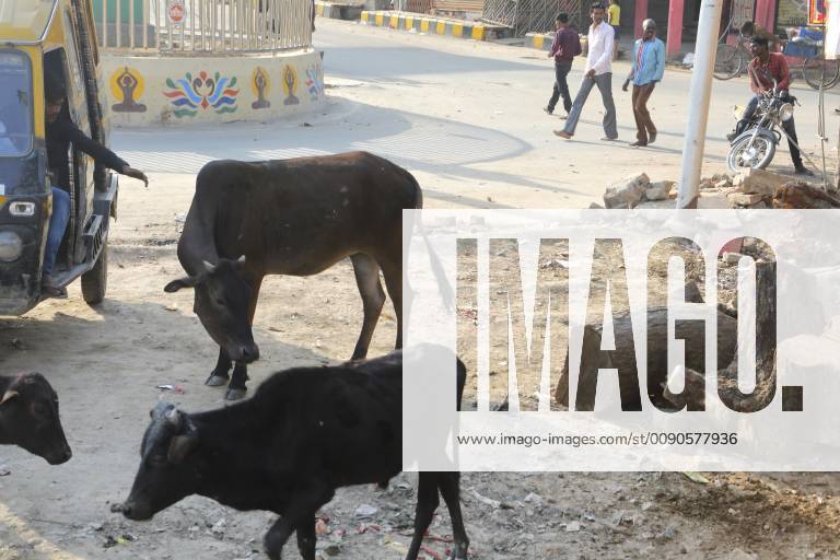 Uttar Pradesh, India - 12 March 2019 - Uttar Pradesh, INDIA..Stray cows ...