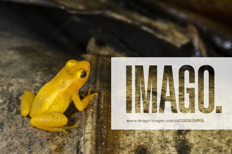 Golden Rocket Frog (Anomaloglossus beebei) or Beebe s rocket frog. Live ...