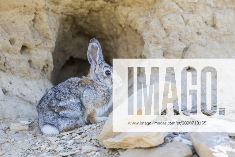 USA, Lincoln County, a cottontail rabbit sits in front of it s hole in ...