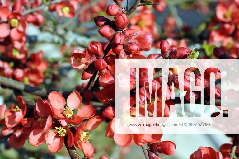 Japanische Zierquitte, auch Scheinquitte Chaenomeles japonica, blueht ...