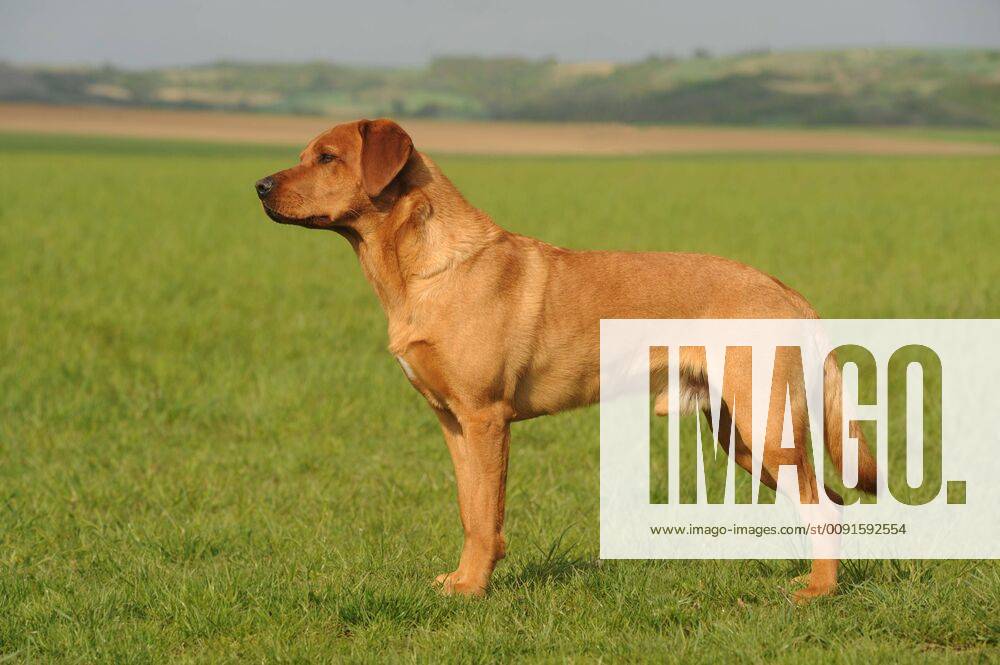 Male Yellow Labrador Retriever