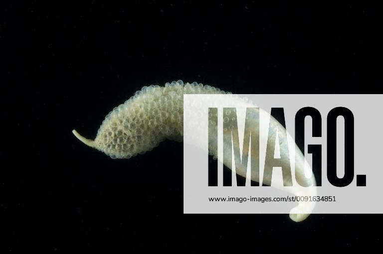 GOLFINGIA SP Deepsea Sipunculid Peanut worm {Golfingia sp} Mid-Atlantic ...