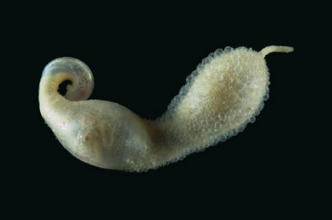 GOLFINGIA SP Deepsea Sipunculid Peanut worm {Golfingia sp} Mid-Atlantic ...