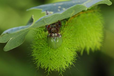 AUTOMERIS GENUS Caterpillar larvae of Saturnid moth {Automeris larra ...