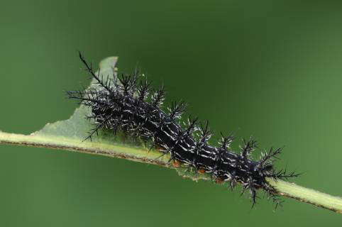 AUTOMERIS GENUS Caterpillar larvae of Saturnid moth {Automeris larra ...