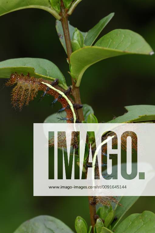 AUTOMERIS GENUS Caterpillar larvae of Saturnid moth {Automeris larra ...