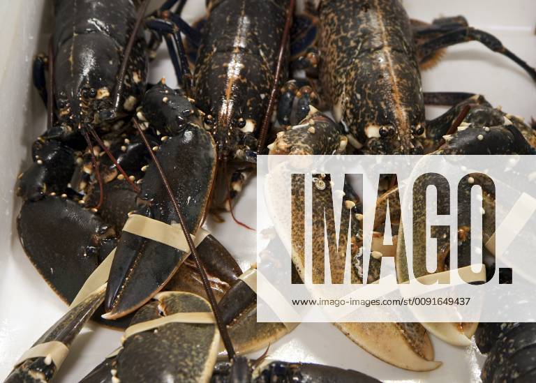 HOMARUS GAMMARUS European lobsters (Homarus gammarus), boxed and ...