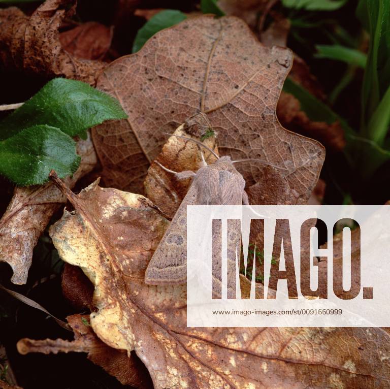 ORTHOSIA GRACILIS Powdered quaker moth camouflaged against fallen ...