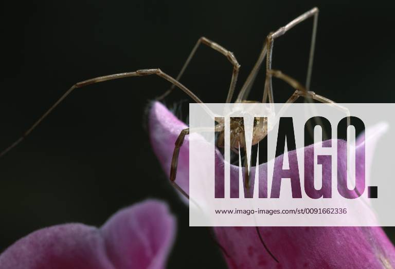OPILIONES Harvestman (Opiliones) on Foxglove (Digitalis sp) flower. UK