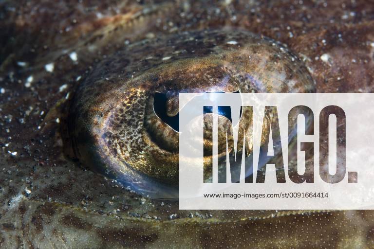 ROGADIUS WELANDERI Close up of eye of Welander s flathead (Rogadius ...