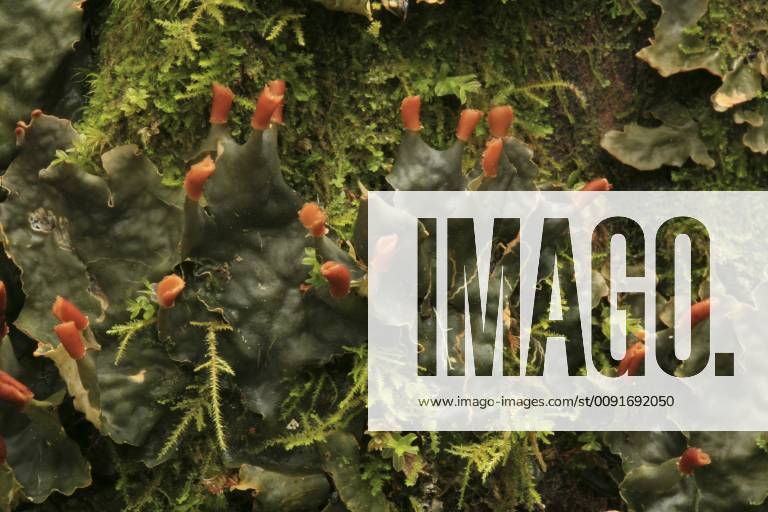 PELTIGERA GENUS Detail of Dog lichen, showing fruiting body, in ...