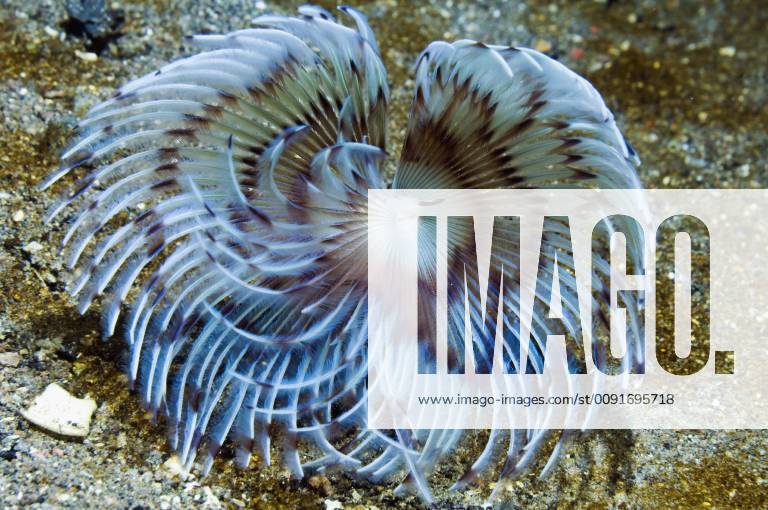 SERPULIDAE FAMILY Serpulid feather duster worm a filter feeder that ...