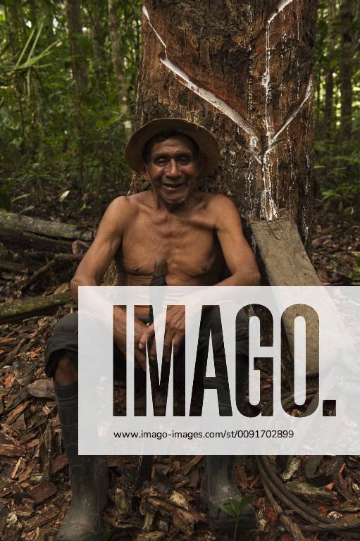GUYANA Man (a balata bleeder, Harry Samuels) collecting natural latex ...