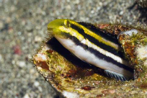 PETROSCIRTES BREVICEPS Striped poison-fang blenny mimic mimic of ...