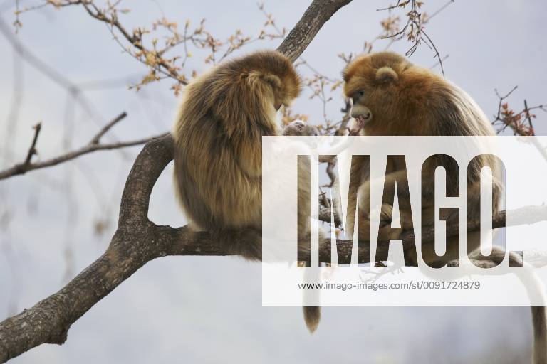 RHINOPITHECUS ROXELLANA QINLINGENSIS Golden snub-nosed monkey ...