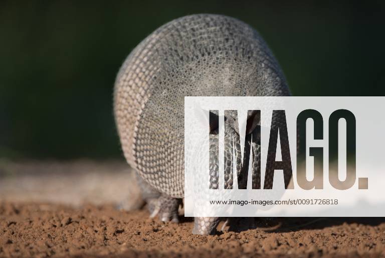 DASYPUS NOVEMCINCTUS Nine-banded Armadillo (Dasypus novemcinctus ...