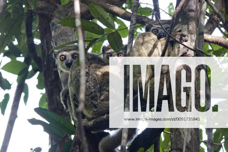 AVAHI OCCIDENTALIS Family group of Western Wooly Avahi roosting during ...