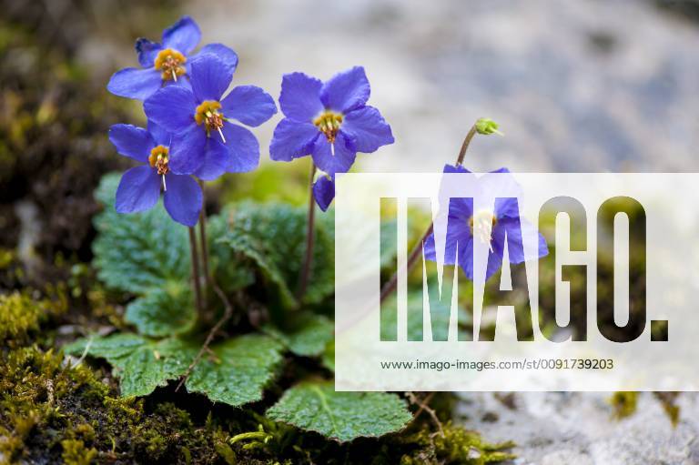 RAMONDA SP Pyrenean Violet or Ramonda (Ramonda myconi) in flower ...