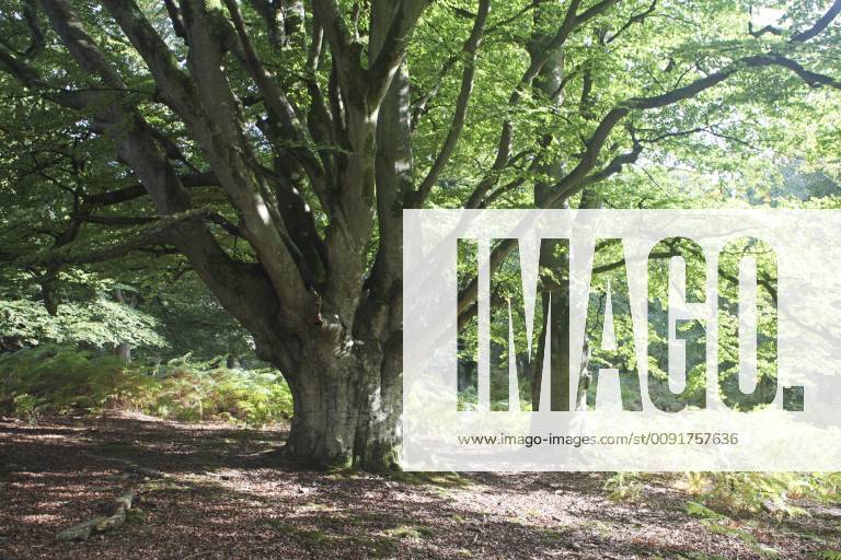 FAGUS SYLVATICA Pollarded Beech tree (Fagus sylvatica), Vinney Ridge ...