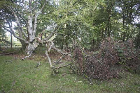 FAGUS SYLVATICA Pollarded Beech tree (Fagus sylvatica), Vinney Ridge ...