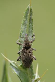 CLEONIS PIGRA Large thistle weevil feeding on thistle leaves in montane ...