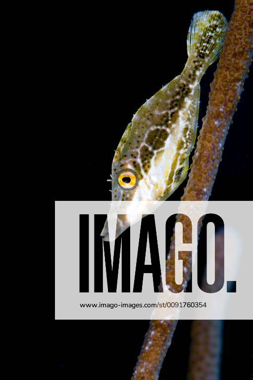 MONACANTHIDAE FAMILY Slender filefish (Monacanthus tuckeri) sheltering ...