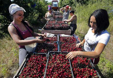 ROSTOV-ON-DON REGION, RUSSIA - : Workers harvesting cherries in a ...