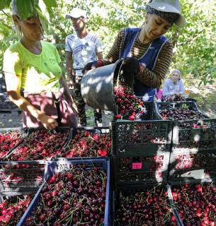 ROSTOV-ON-DON REGION, RUSSIA - : Workers harvesting cherries in a ...