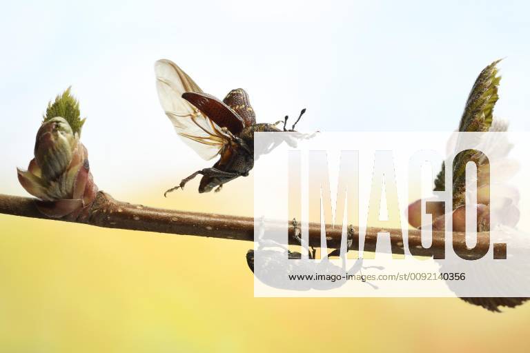 Spruce weevil Hylobius abietis in flight at the shoots of a hazelnut ...