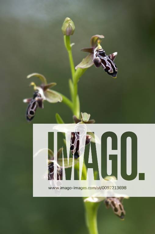 The endemic Cyprus bee orchid in flower, Hisarköy, Northern Cyprus, April