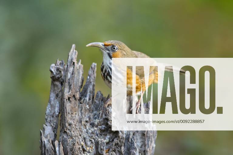 Black-streaked Scimitar Babbler (Pomatorhinus gravivox), Yunnan, China ...