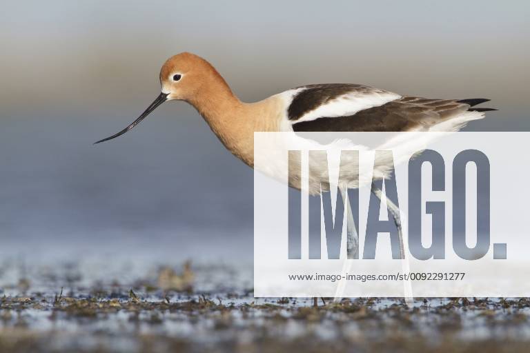 American Avocet, Alberta, Canada GlennxBartleyx