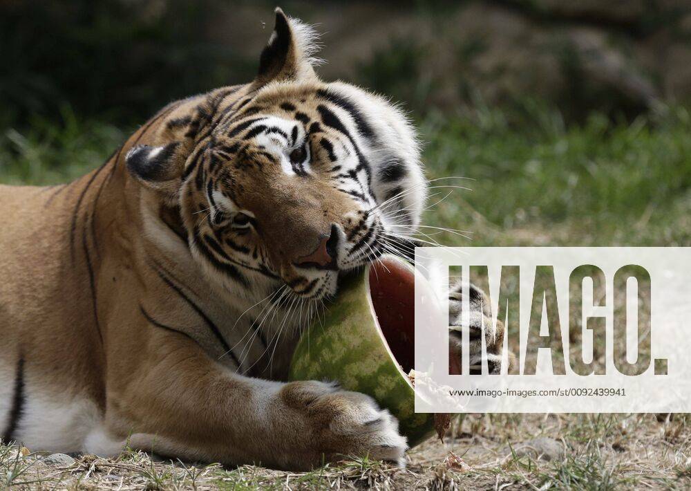 A tiger eats a watermelon at the Zoo of Cali, Colombia, 25 July 2019 ...