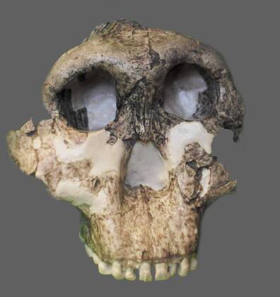 Paranthropus boisei (originally called Zinjanthropus boisei and then ...