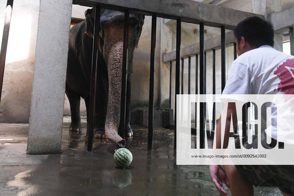 (190801) -- HEFEI, Aug. 1, 2019 -- A breeder feeds an elephant with watermelon at the Hefei