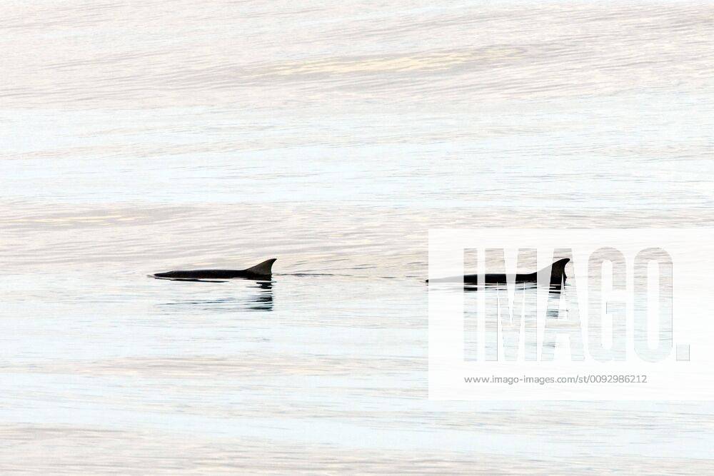 Riesenkalmar Und Pottwal