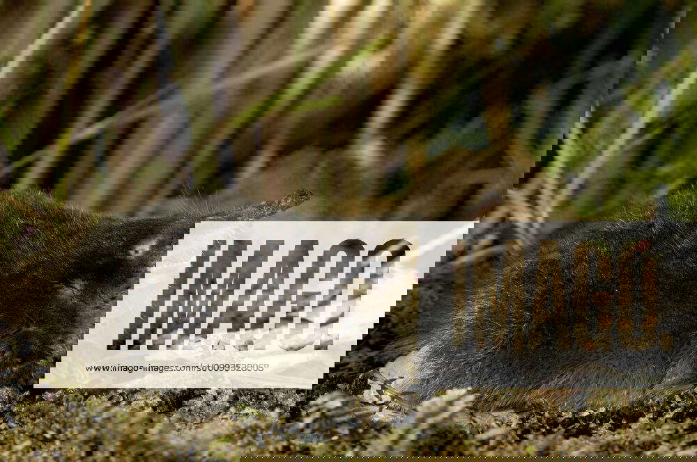 Russian Desman - showing teeth (Desmana moschata). Okskii Biospheric ...