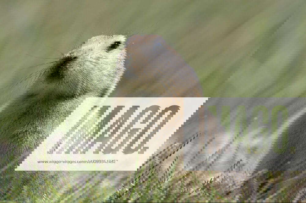 Mouse hare Plateau pika (Black-lipped pika) (Ochotona curzoniae). Tso ...