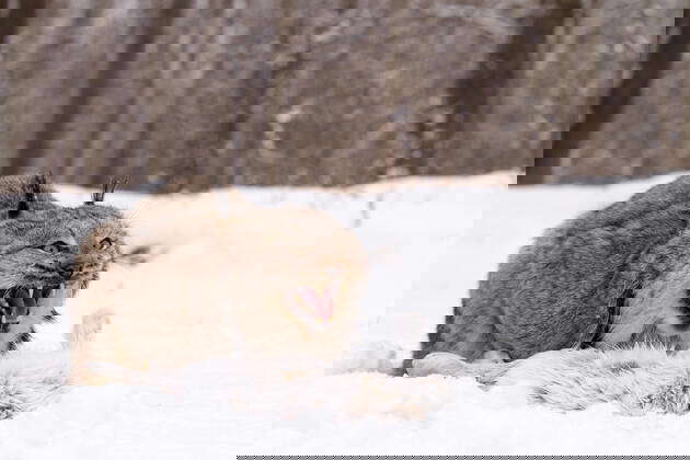 Canada Canadaian Lynx in snow with Snowshoe Hare (Lepus americanus ...