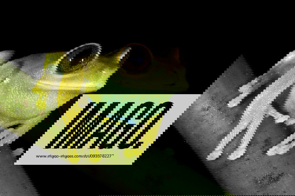 Uluguru Forest Ruby-eyed Tree Frog male sitting on a branch Udzungwa ...