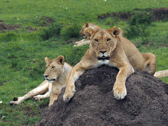 Lions in the Masai Mara, Kenya, Africa Lions in the Masai Mara, Kenya ...