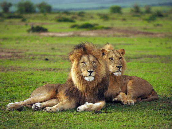 Lions in the Masai Mara, Kenya, Africa Lions in the Masai Mara, Kenya ...
