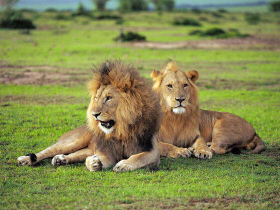 Lions in the Masai Mara, Kenya, Africa Lions in the Masai Mara, Kenya ...
