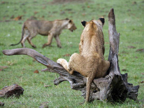 Lions in the Masai Mara, Kenya, Africa Lions in the Masai Mara, Kenya ...